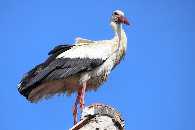 Millions Have Fallen For This Long-Distance Stork Love Story - InspireMore