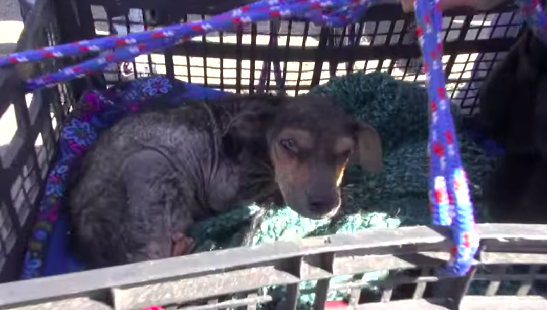 Hope For Paws Rescues Tiny Puppy From LA River - InspireMore