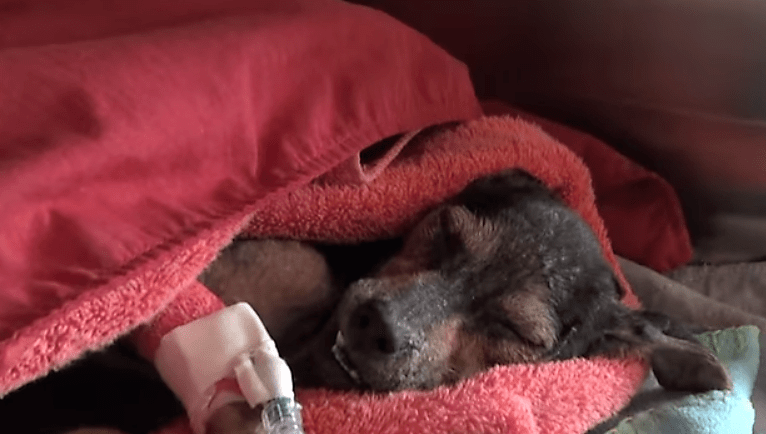 Hope For Paws Rescues Tiny Puppy From LA River - InspireMore