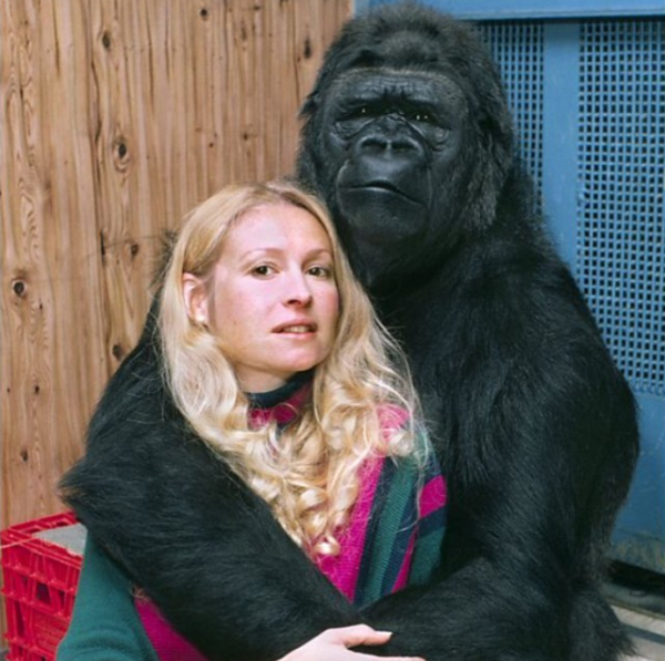 Koko The Gorilla Who Could Sign Passes Away - InspireMore