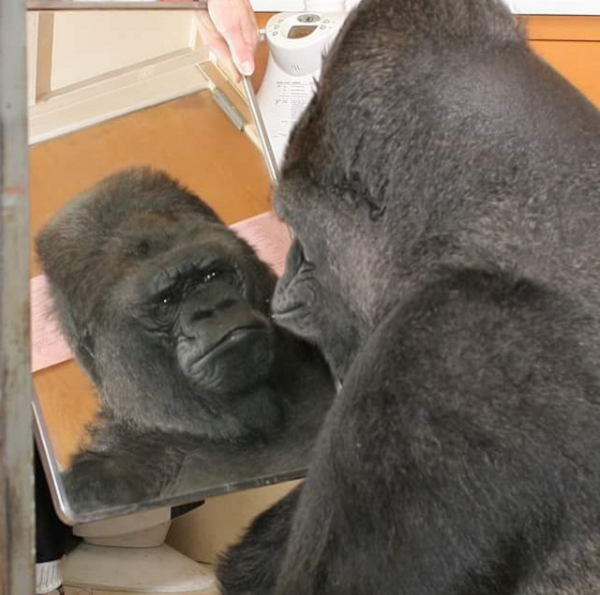 Koko The Gorilla Who Could Sign Passes Away - InspireMore