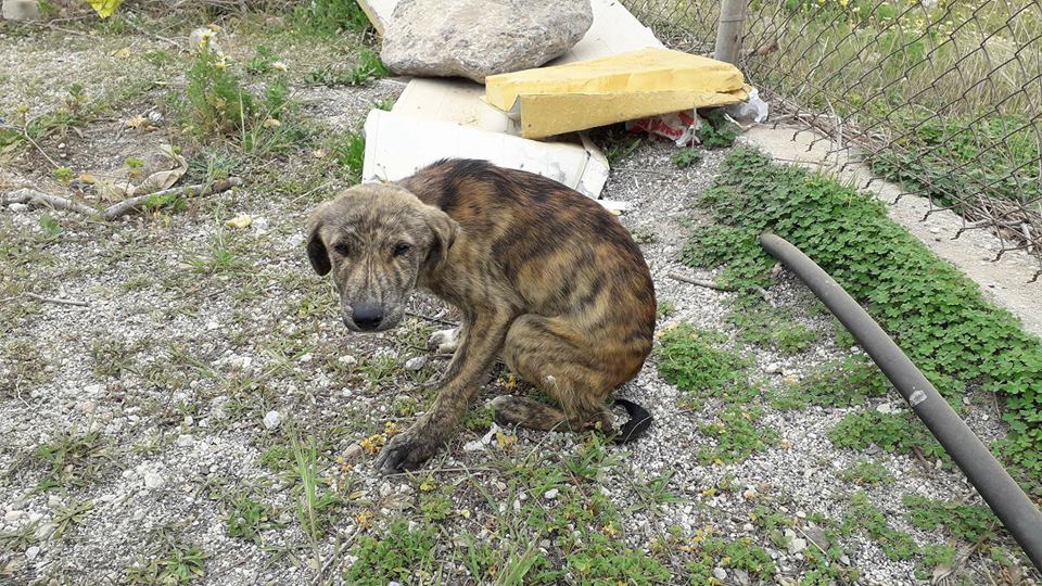 Takis Proestakis Saves Abandoned Dogs In Crete. -InspireMore