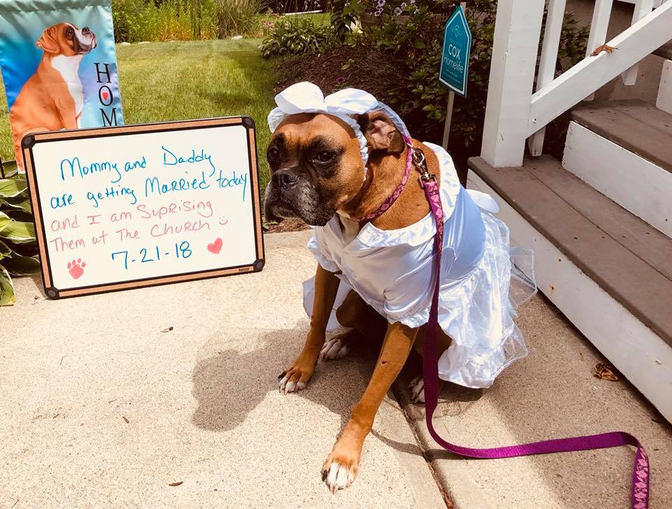 Boxer Dog Wedding Dress