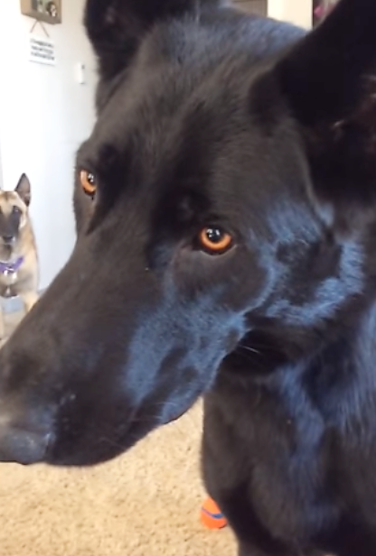 German Shepherd Has Hilarious Reaction To Crying - InspireMore