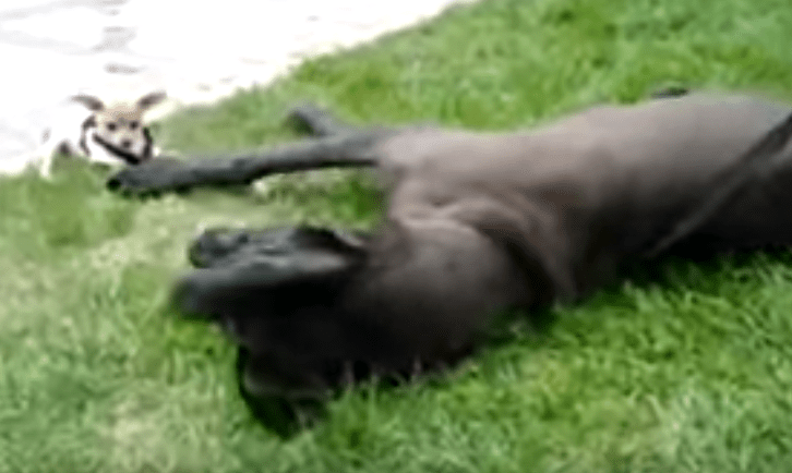 Fearless Chihuahua Tries To Fight Great Dane In Hysterical Video ...