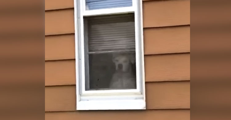 Man Captures Dog's Extreme Stalking Skills In Hilarious Home Video ...