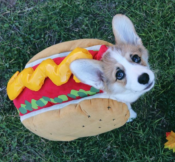 Little Corgi Puppy Howls Whenever She Eats Her Food - Inspire
