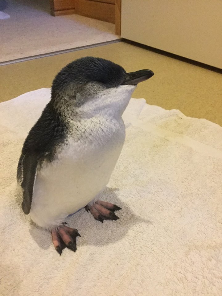 New Zealanders Create Sign To Keep Baby Penguin Safe - InspireMore