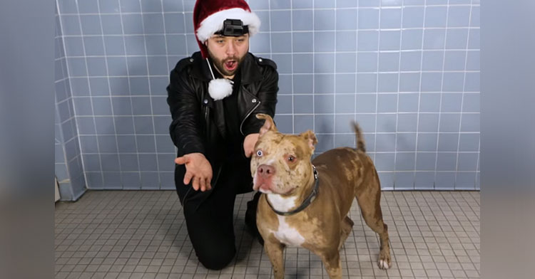NY Shelter Puts On Magic Show To Get Dogs Adopted - InspireMore