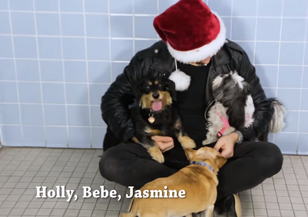 NY Shelter Puts On Magic Show To Get Dogs Adopted - InspireMore