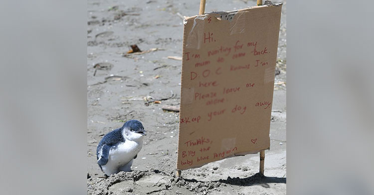 New Zealanders Create Sign To Keep Baby Penguin Safe - InspireMore