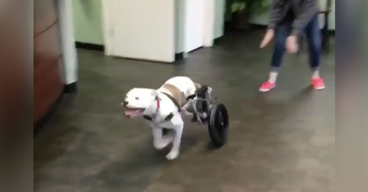 Paralyzed Dog Gets New Wheelchair And Has Sweetest Reaction - InspireMore