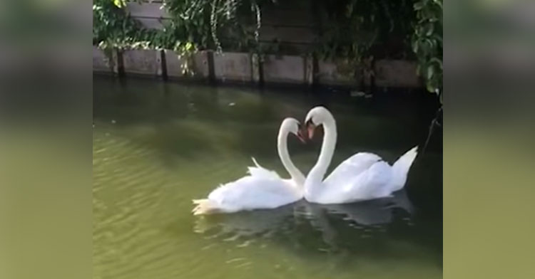 Two Mated Swans Have Sweetest Reunion - InspireMore