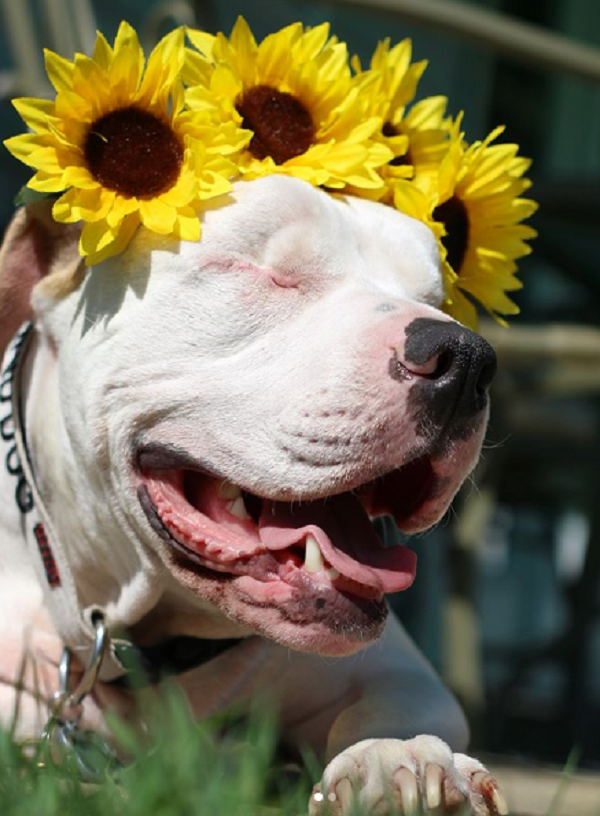 Blind Pit Bull Finds Forever Family After Rough Start To Life - InspireMore