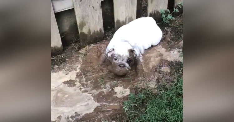 Viral Video Of Muddy Puppy Will Have You In Stitches — InspireMore