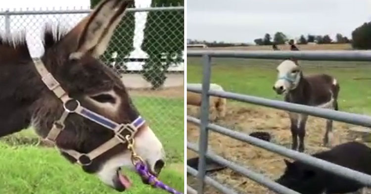 Depressed Mama Donkey Lights Up Reuniting With Baby — InspireMore