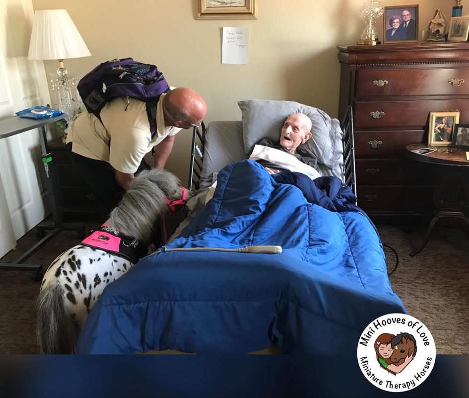 Mini Show Ponies Turn Into Therapy Horses For Sick Kids. -InspireMore