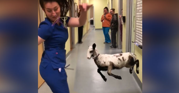 Lamb In Longview, Texas Goes Viral With Hilarious Dance Moves — InspireMore