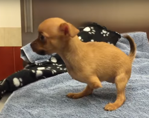 Puppy Born With No Front Legs Gets New Wheels And Now She's Unstoppable ...