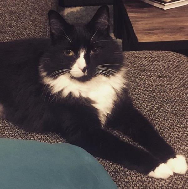 Woman’s Cat Hates Her Singing, Has Hilarious Way Of Making It Stop ...