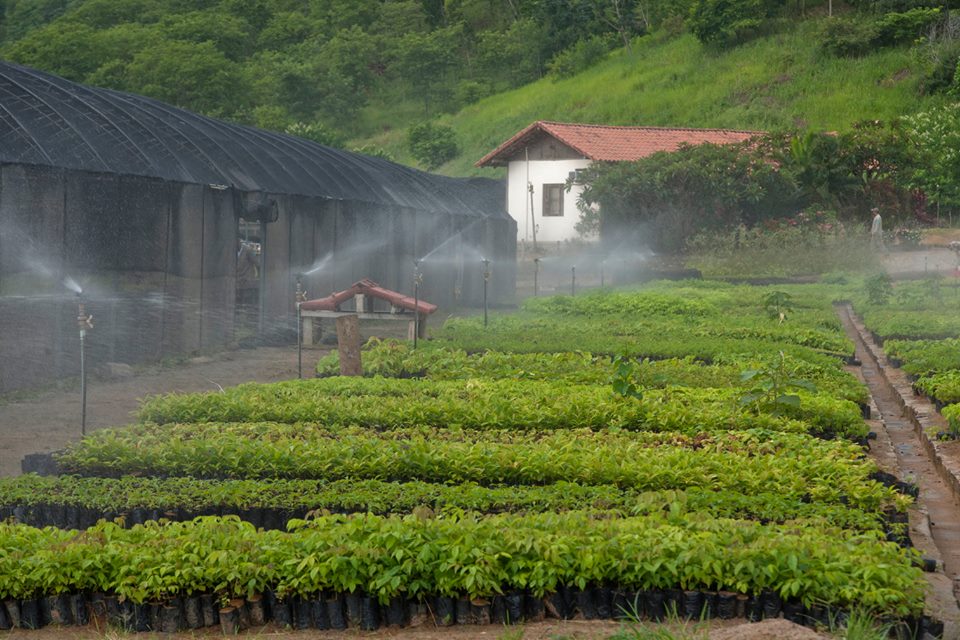Brazilian Couple Transforms Barren Land Into Tropical Forest - InspireMore