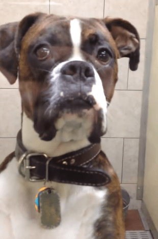 Boxer Gives Owner Side Eye When They Pick Him Up From Kennel - InspireMore
