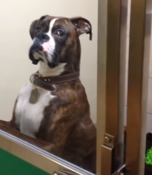 Boxer Gives Owner Side Eye When They Pick Him Up From Kennel - InspireMore