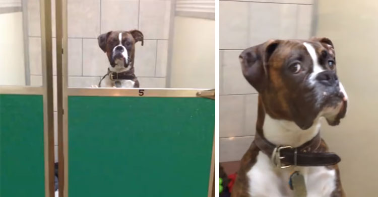 Boxer Gives Owner Side Eye When They Pick Him Up From Kennel - InspireMore
