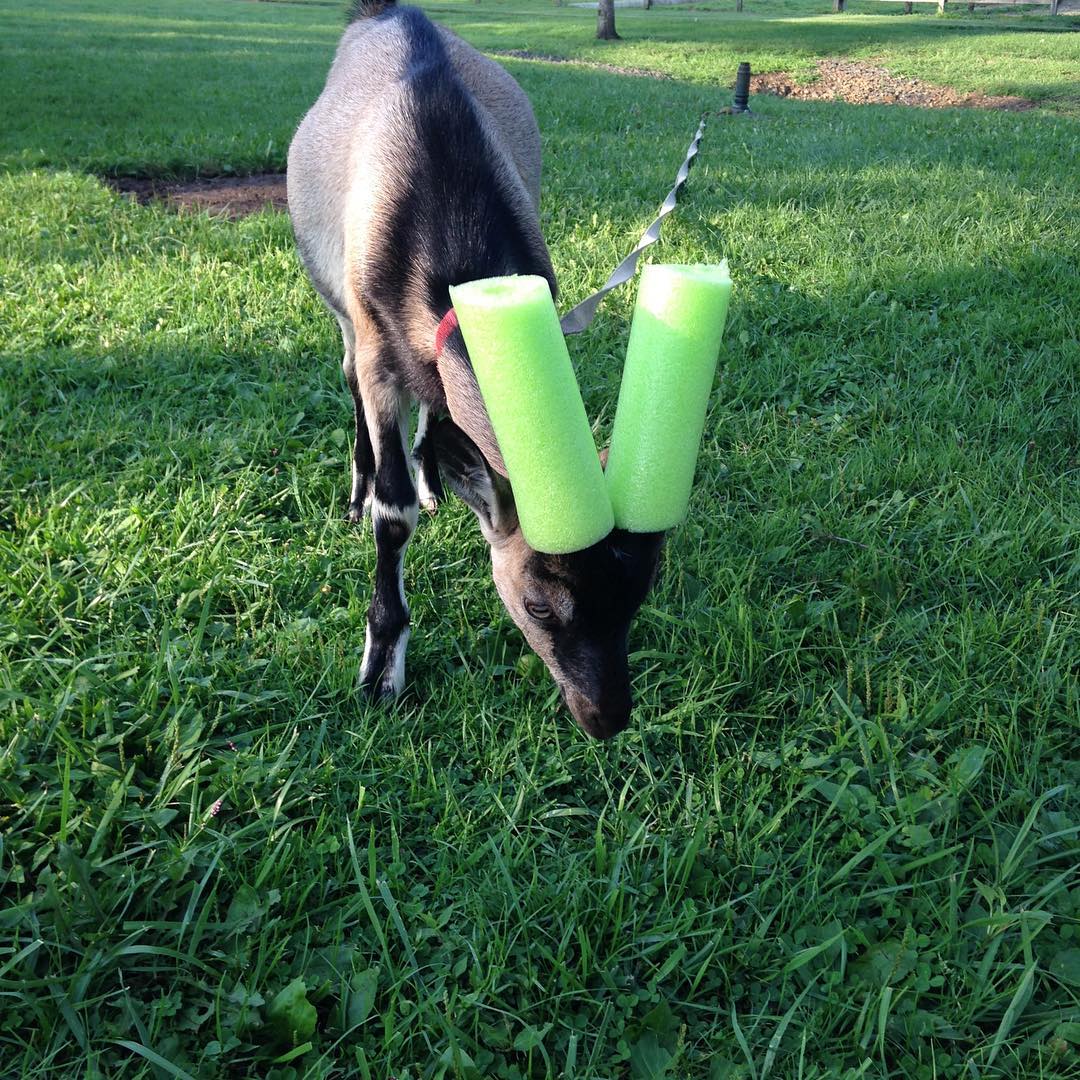 20 Goats Who Misbehaved & Got This Adorable Punishment - InspireMore