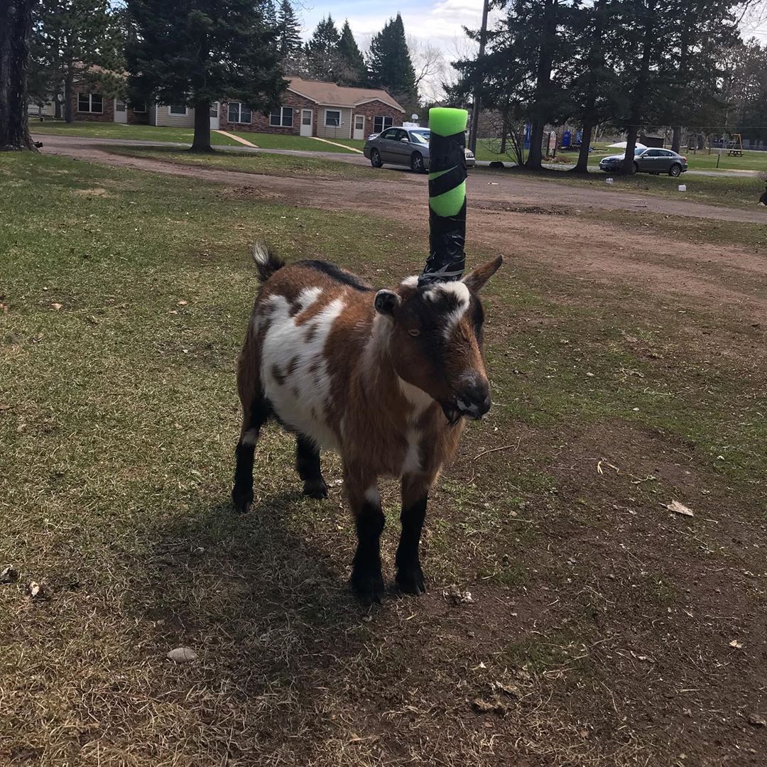 20 Goats Who Misbehaved & Got This Adorable Punishment - InspireMore