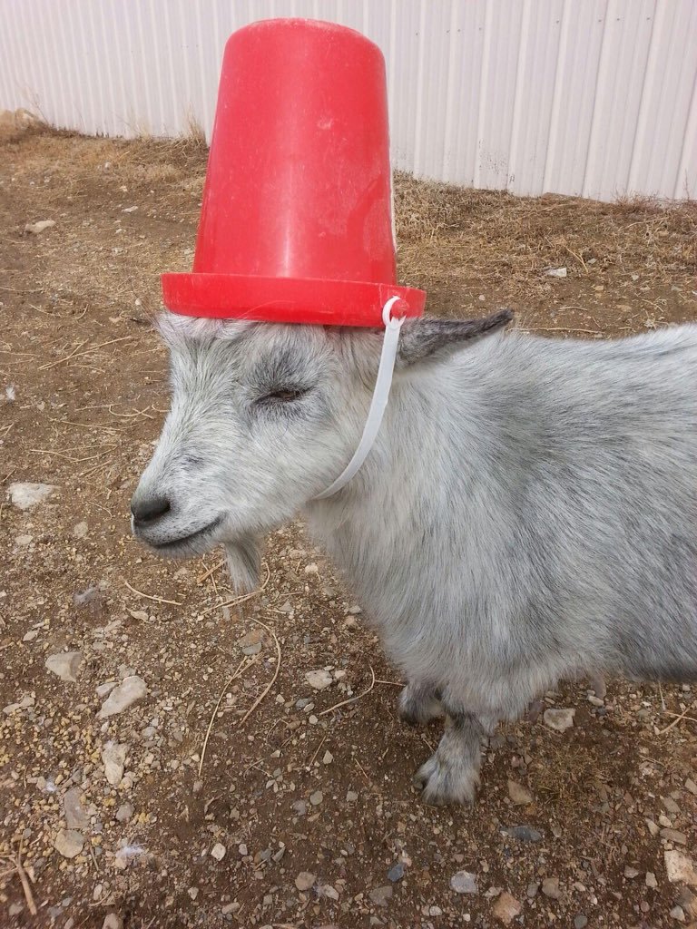 20 Goats Who Misbehaved & Got This Adorable Punishment - InspireMore