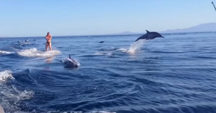 Woman Wakeboards Next To Huge Pod Of Dolphins - InspireMore