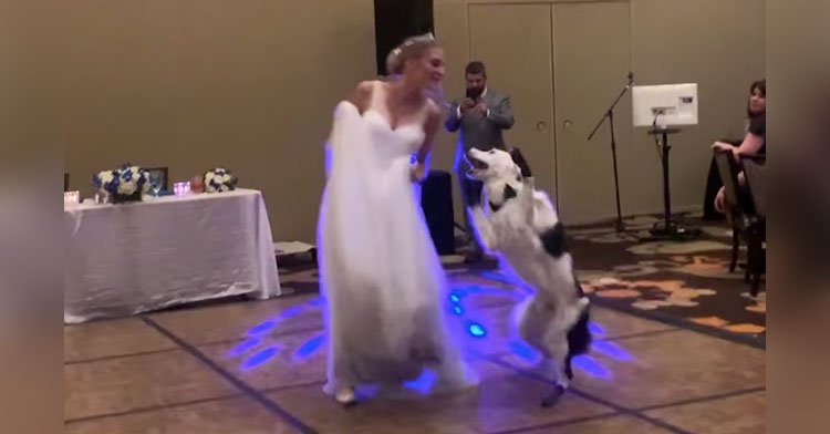 Famous AGT Dog Trainer Shares First Dance With Dog - InspireMore