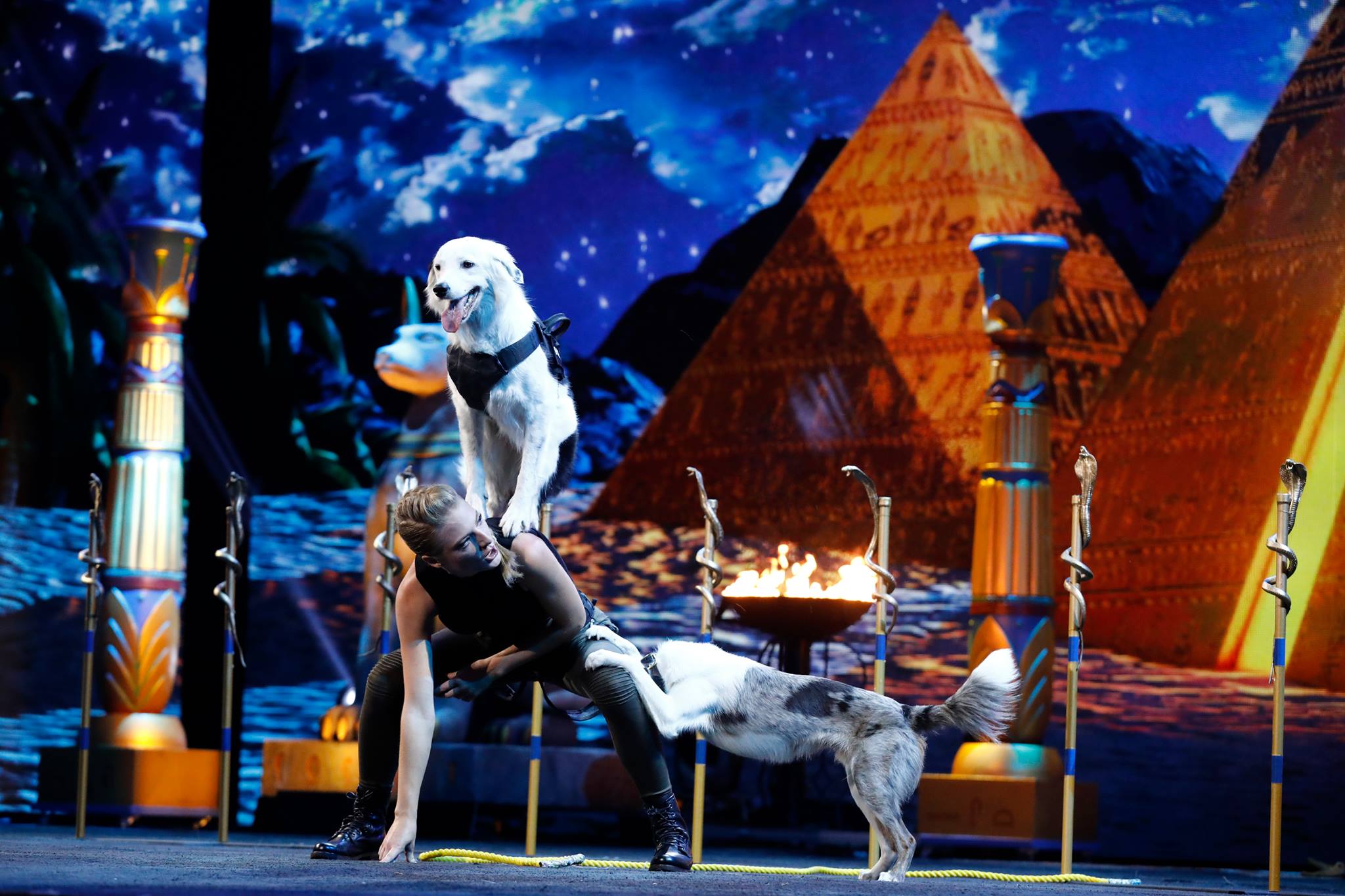 Famous AGT Dog Trainer Shares First Dance With Dog - InspireMore