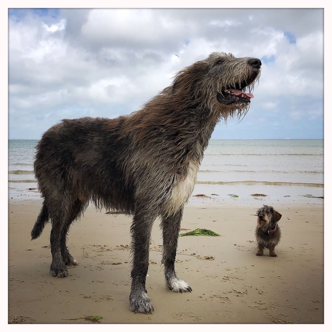 26 Adorably Massive Irish Wolfhound Dogs - InspireMore