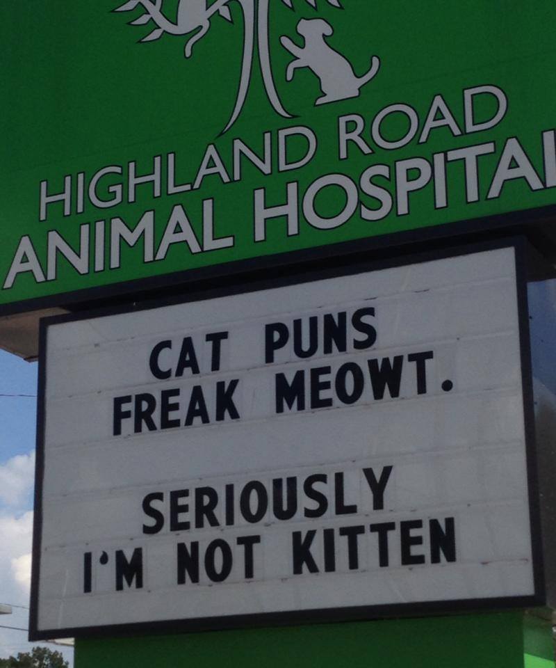 20 Hilarious Vet Signs That Every Cat Lover Will Understand - InspireMore