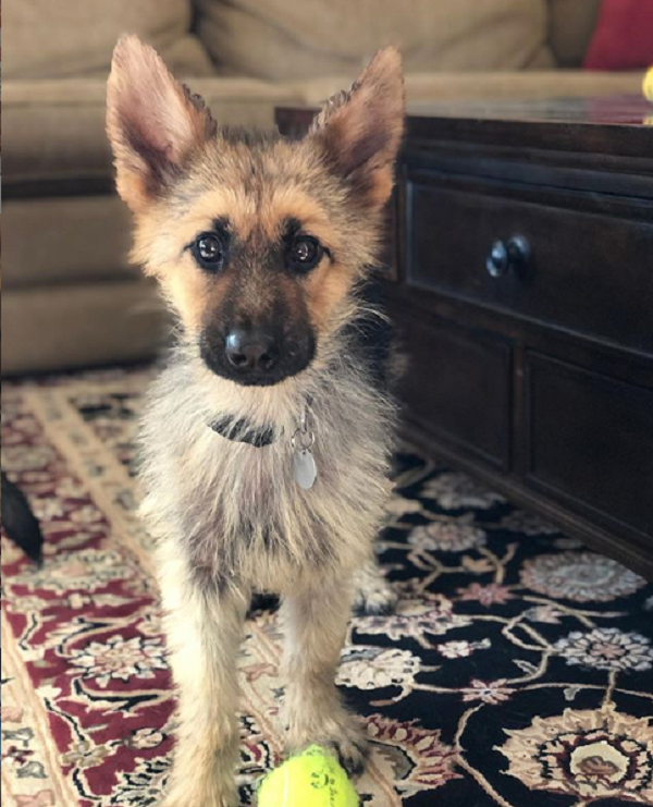 Ranger The German Shepherd Puppy Who Will Never Grow Up. -InspireMore