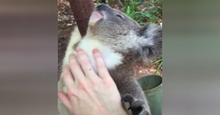 Australian Conservationist Shares Video Of Koala Receiving Belly Rub ...