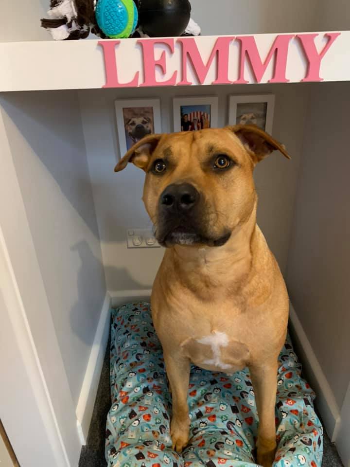 Dog Mom Creates "Lemmy's Lair" So Dog With Anxiety Feels Safe. -InspireMore