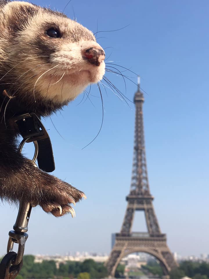 Charlie Hammerton Travels World With Ferret. -InspireMore