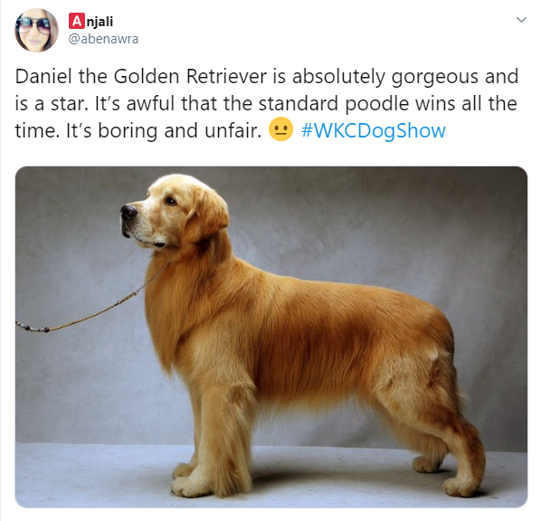 Daniel The Golden Retriever Steals Hearts At Westminster Dog Show ...