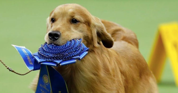 Daniel The Golden Retriever Steals Hearts At Westminster Dog Show ...