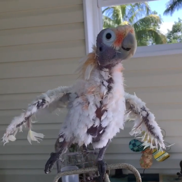 Bald Rescue Cockatoo Forms Sweetest Bond With Human Dad. -InspireMore