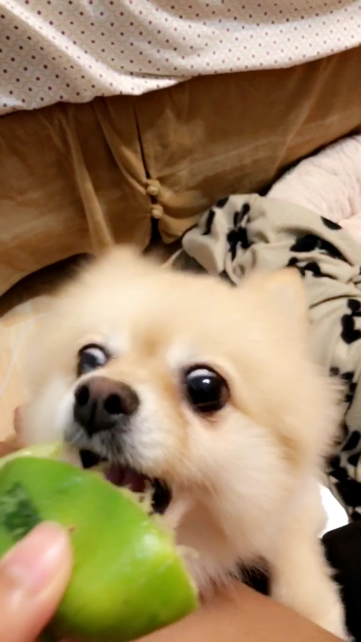 21 Animals With Adorable Reactions To Trying Something For 1st Time ...