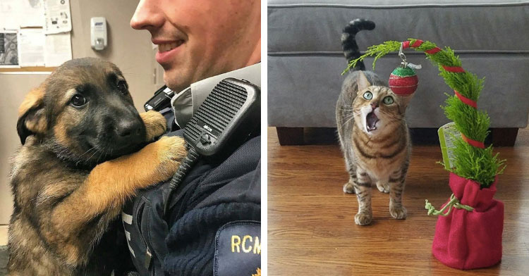21 Animals With Adorable Reactions To Trying Something For 1st Time ...