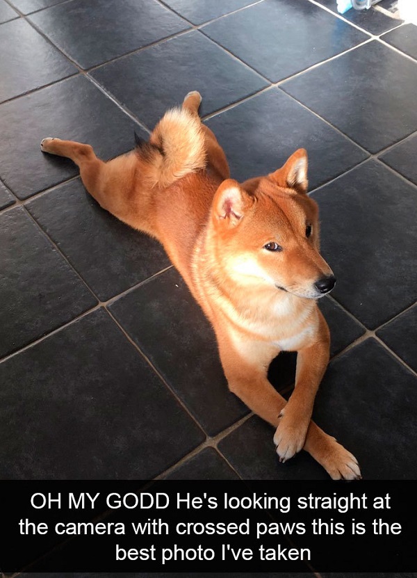 21 Hilarious Dog Snapchats That Will Brighten Your Day. -InspireMore