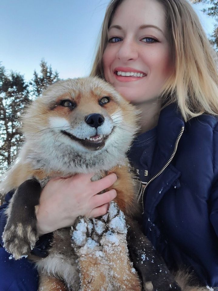 Naughty Pet Fox Steals Mom’s Phone And Makes A Break For It. -InspireMore