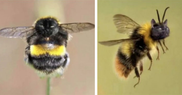 15 People Photoshopped Their Cats’ Faces Onto Bees And We Can’t Stop ...