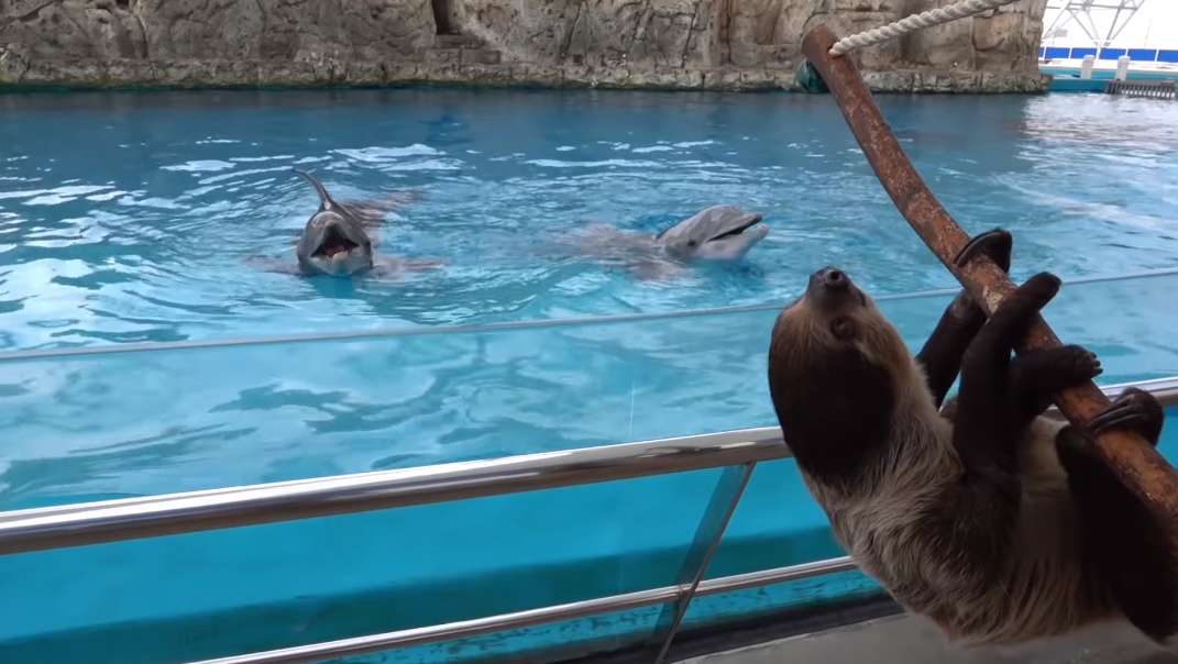 Texas State Aquarium's Sloth Meets Dolphins - InspireMore