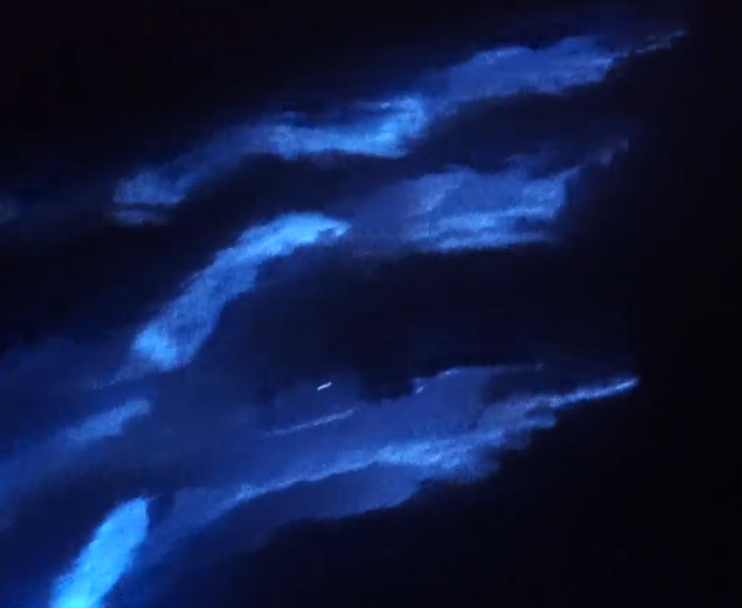 Photographer Captures Magical “Glowing” Dolphins Swimming At Night ...